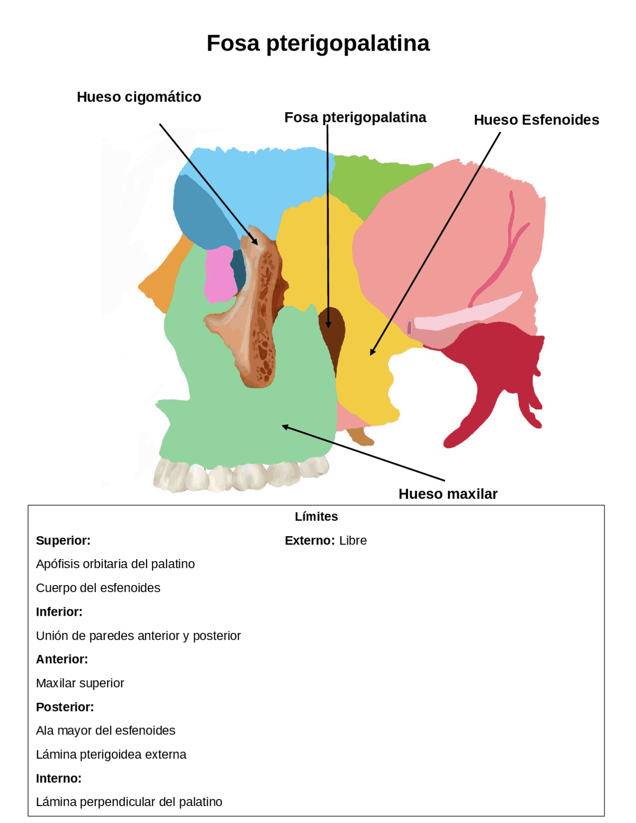 Anatomía fosa pterigopalatina | Apuntes de Anatomía | Docsity