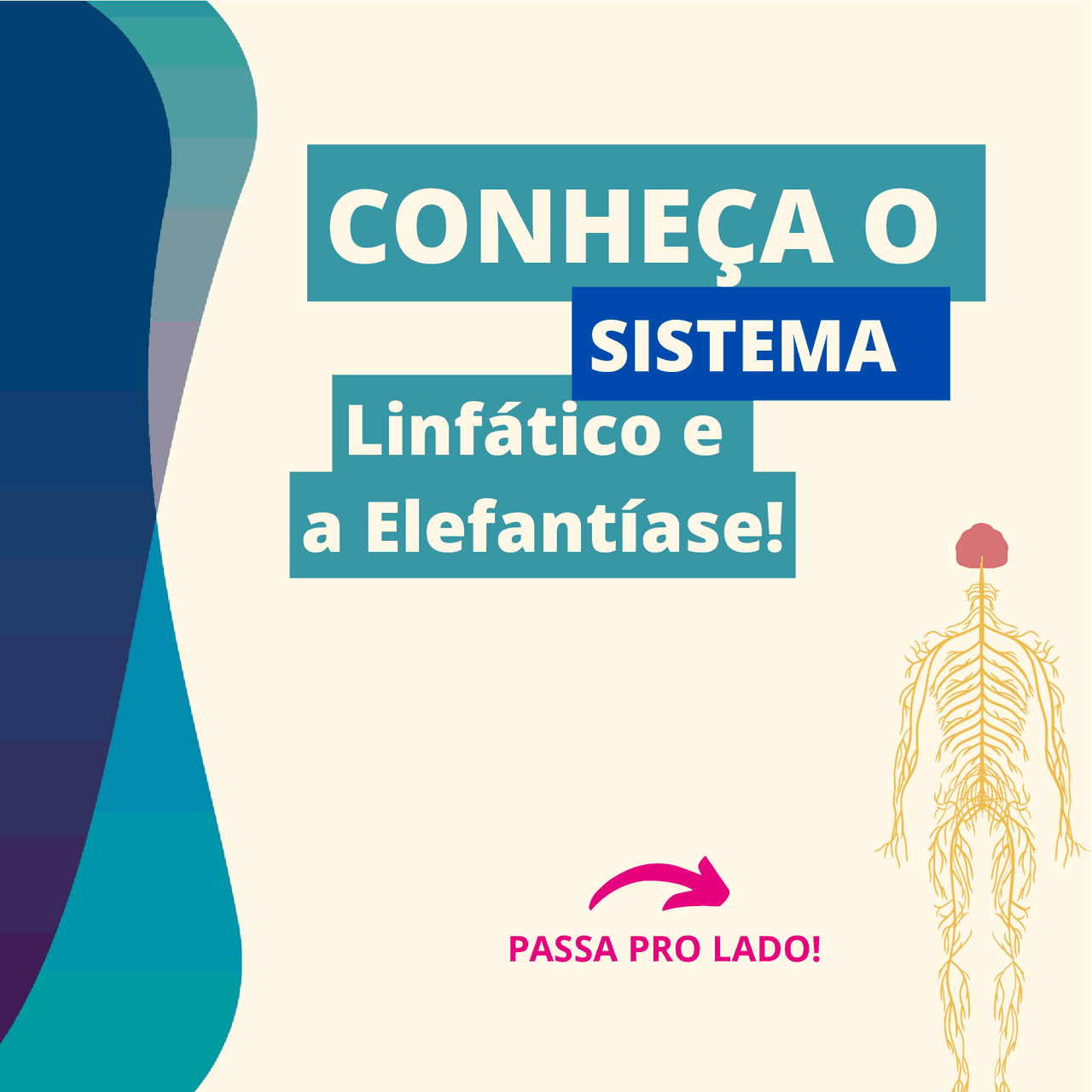 Slide Sistema Linfático E Elefantíase Slides Biologia Docsity