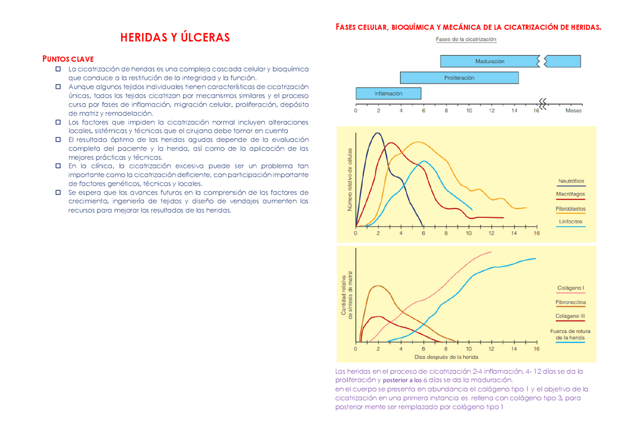 Heridas y ulceraciones | Guías, Proyectos, Investigaciones de Anatomía ...