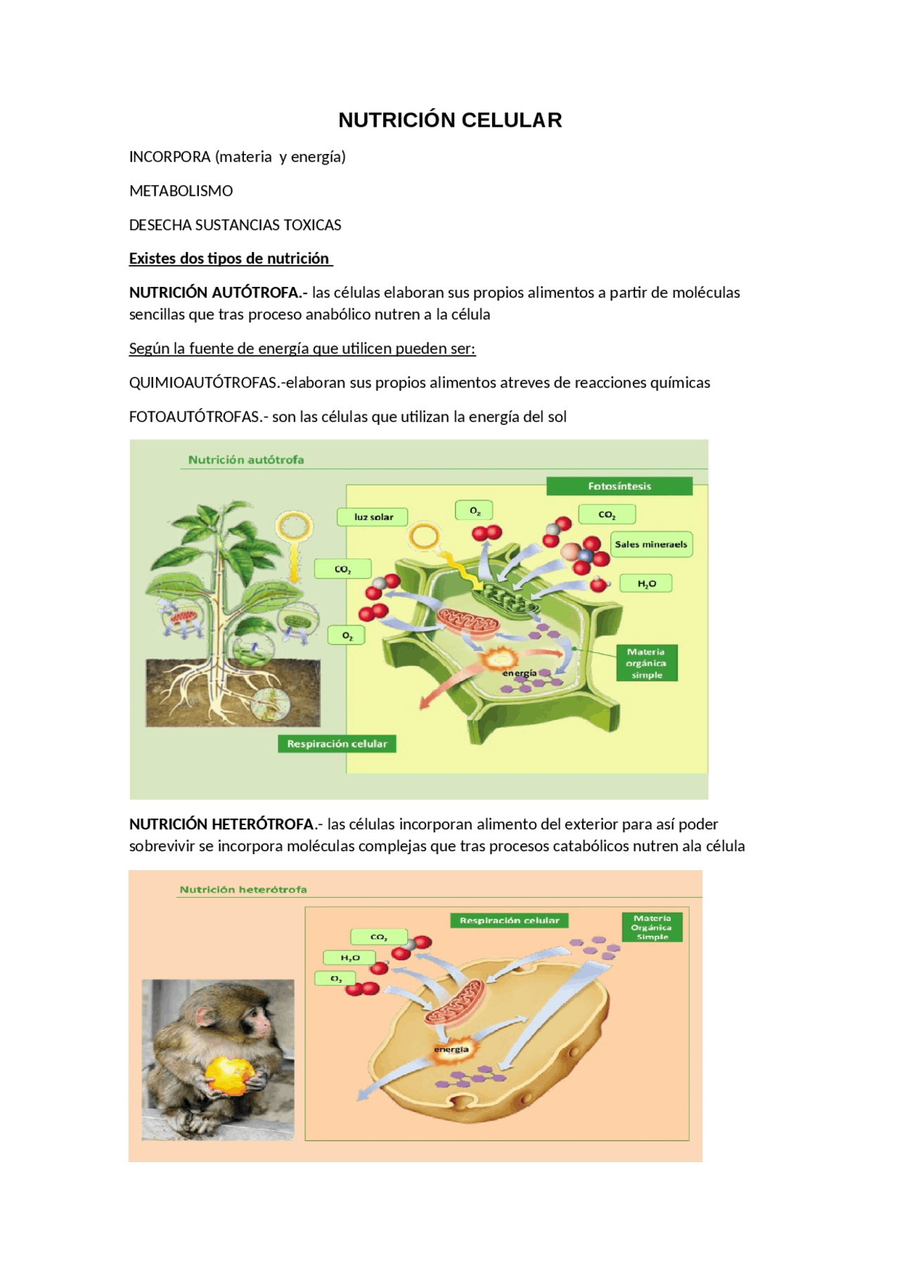 Nutricion Celular Procariota Y Eucariota Resúmenes De Biología Docsity