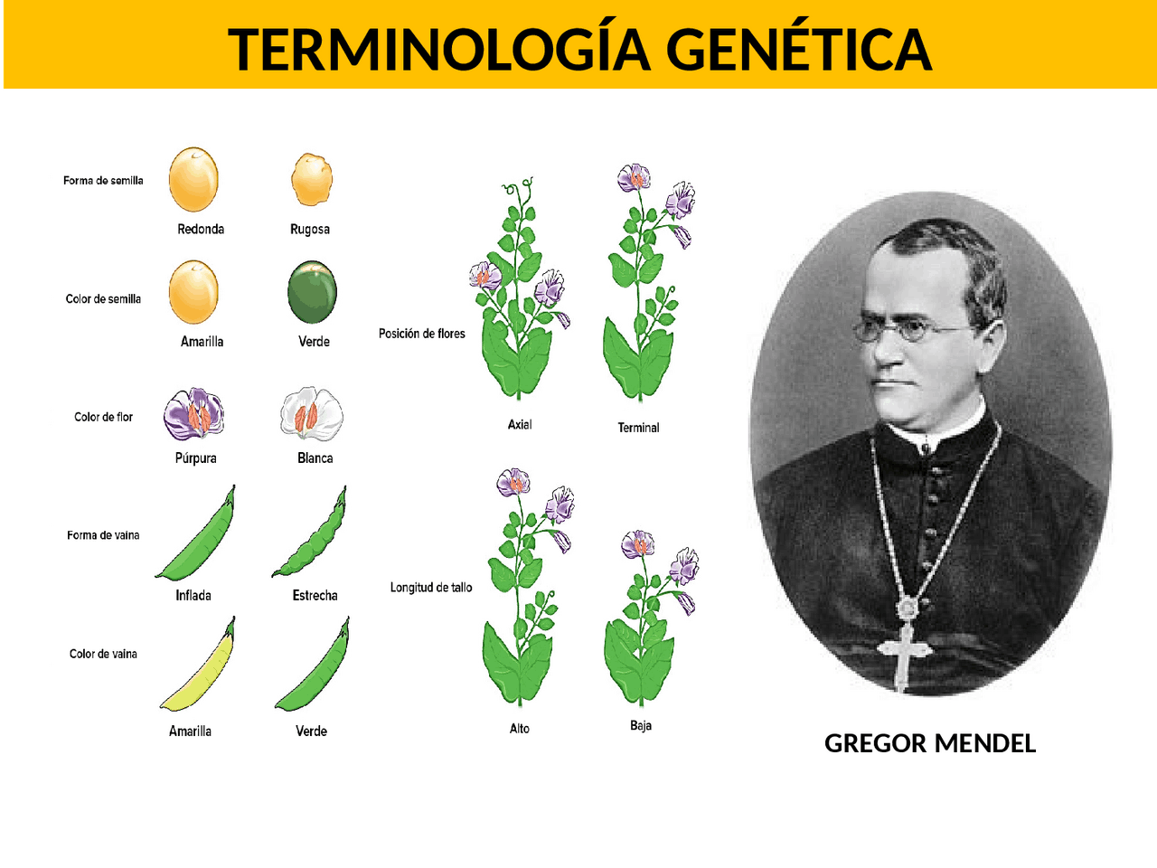 Términos De La Genética Slides De Sciences Génétiques Docsity