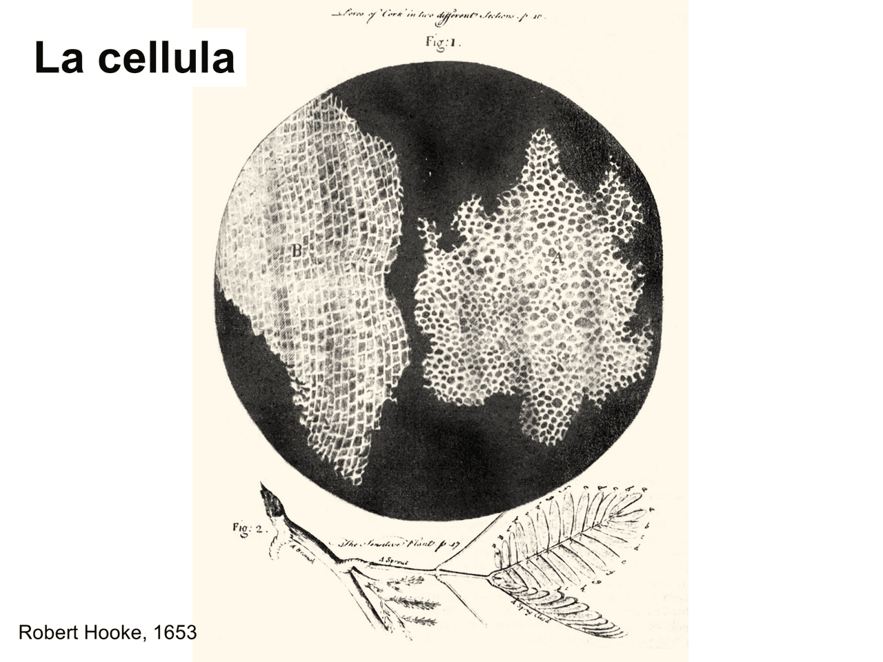 La Cellula In Ogni Sua Parte Slide Di Biologia Applicata Docsity