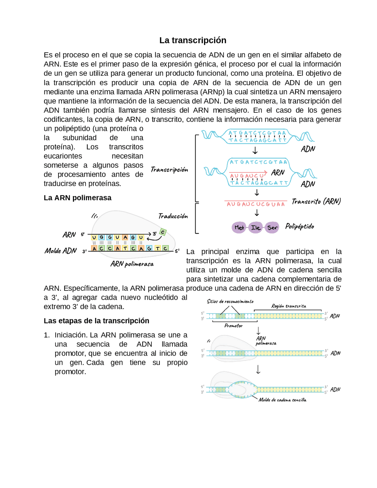Transcripcion Traduccion Y Replicacion Notes De Biochimie Docsity