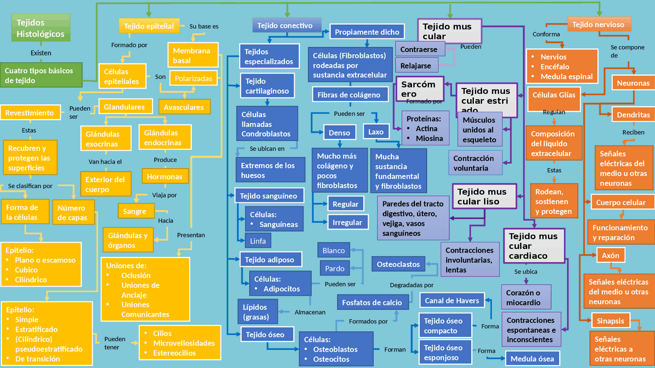 Mapa conceptual tejidos conectivos | Esquemas y mapas conceptuales de Biología Celular | Docsity