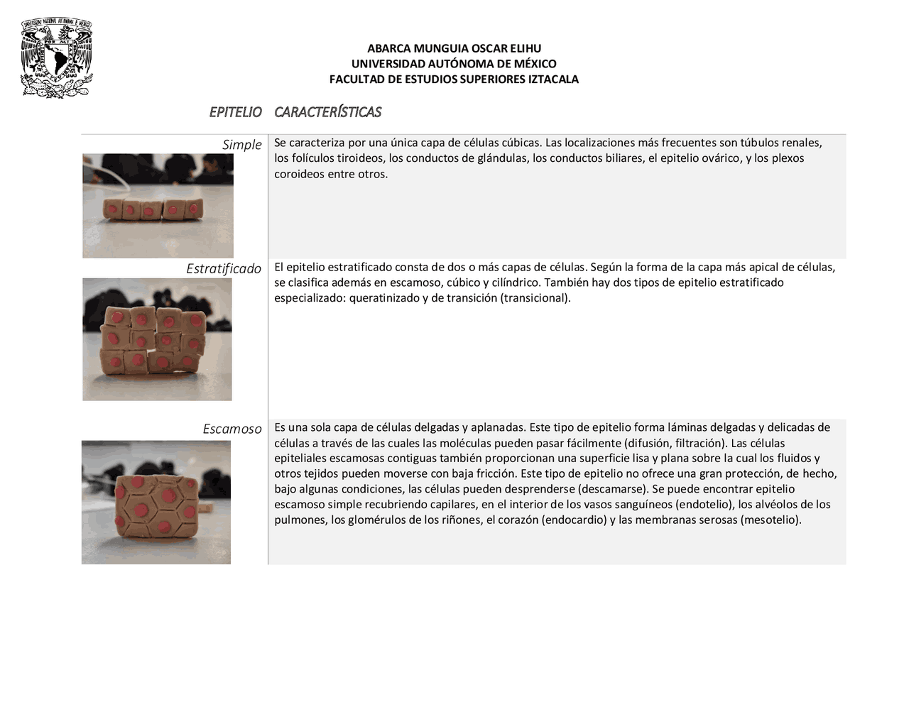 Tipos De Epitelio Por Morfología Apuntes De Microbiología Docsity