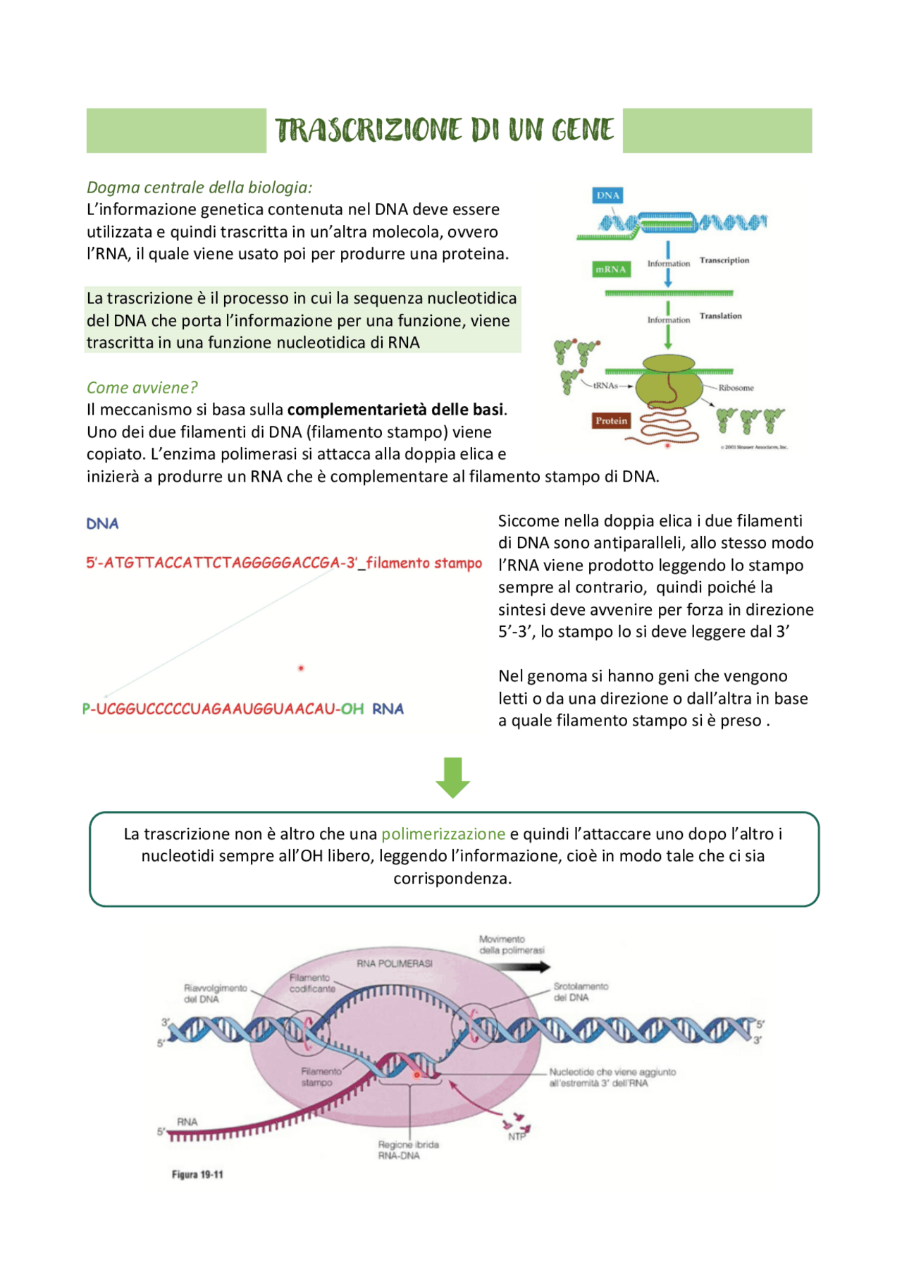 Trascrizione E Traduzione Di Un Gene Appunti Di Biologia Genetica