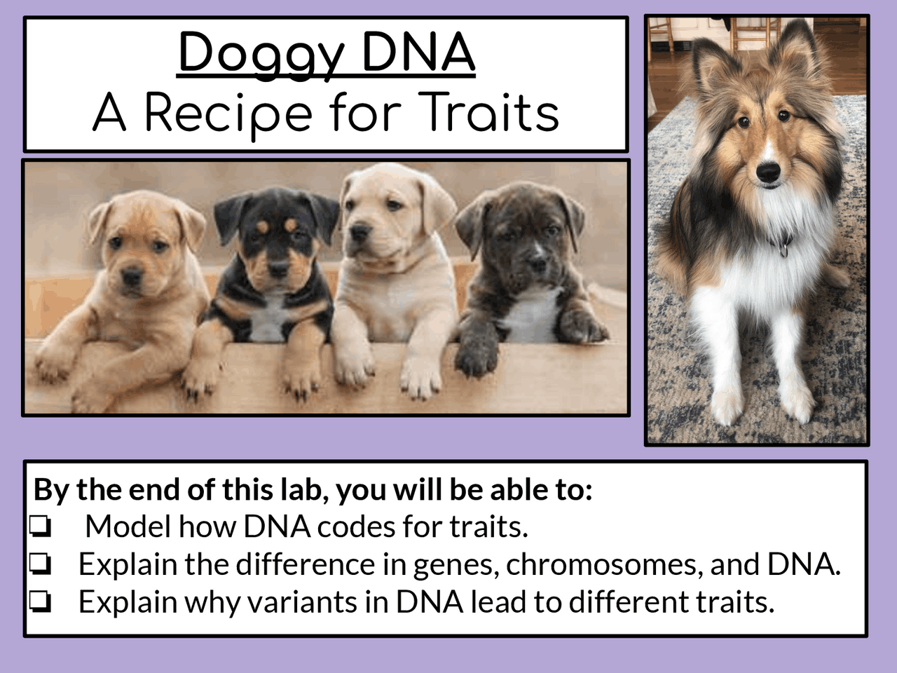 Doggy Lab DNA Recipe for traits | Slides Chemistry | Docsity