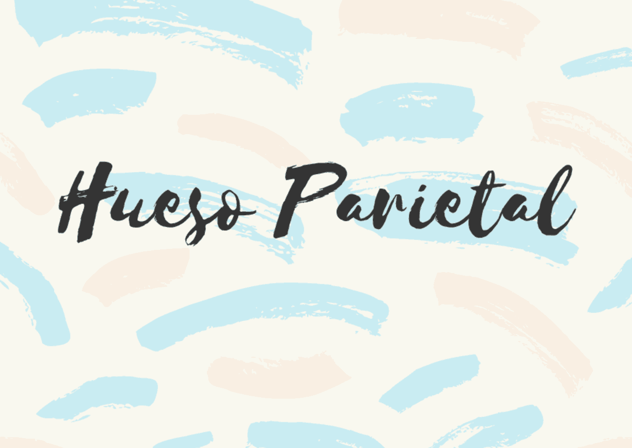 Anatomía Humana Definición del Hueso parietal,función, bordes, ángulos ...