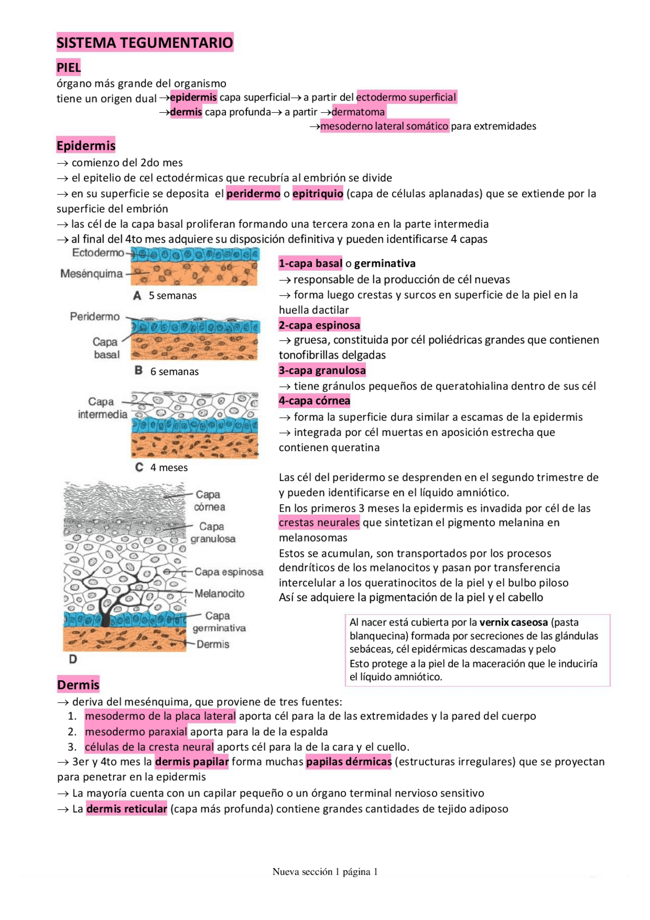 El Sistema Tegumentario Resúmenes De Embriología Docsity