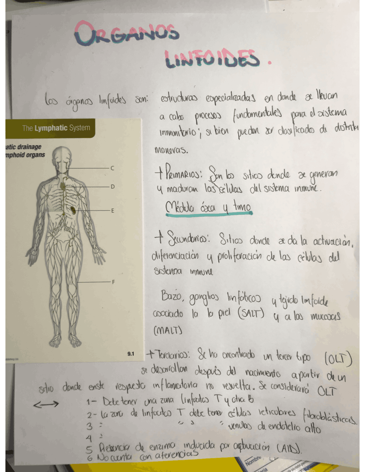 Temas Variados De Medicina Resúmenes De Histología Docsity