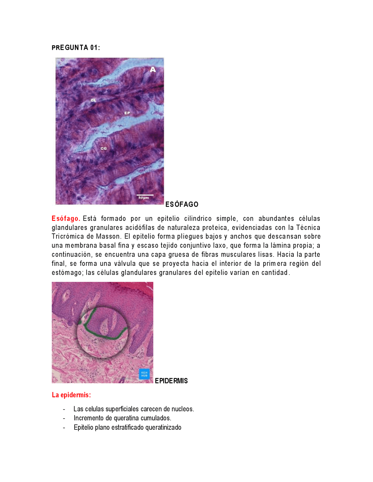 TEJIDO DE ESOFAGO Y EPIDERMIS. IMAGENES HISTOLOGICAS DE PRACTICA ...