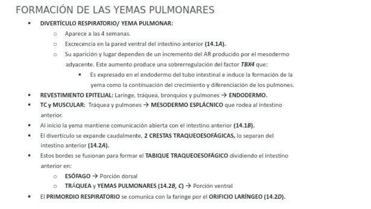 Materia De Embriologia Segundo Semestre Med Esquemas Histologia Docsity