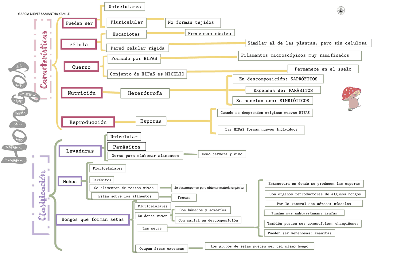 Diagrama De Árbol Clasificación De Hongos Esquemas Y Mapas