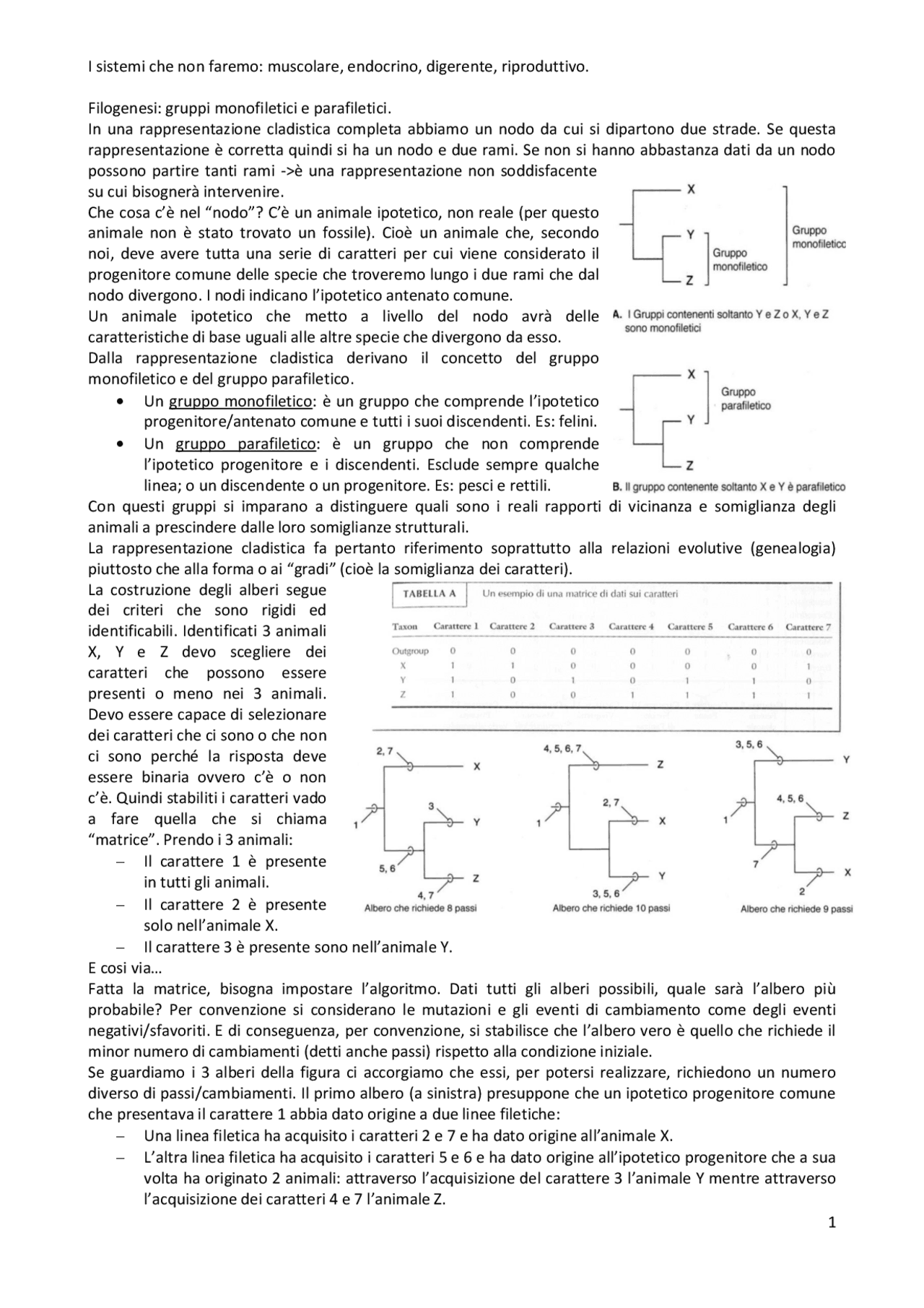 Appunti Di Anatomia Comparata Appunti Di Anatomia Docsity