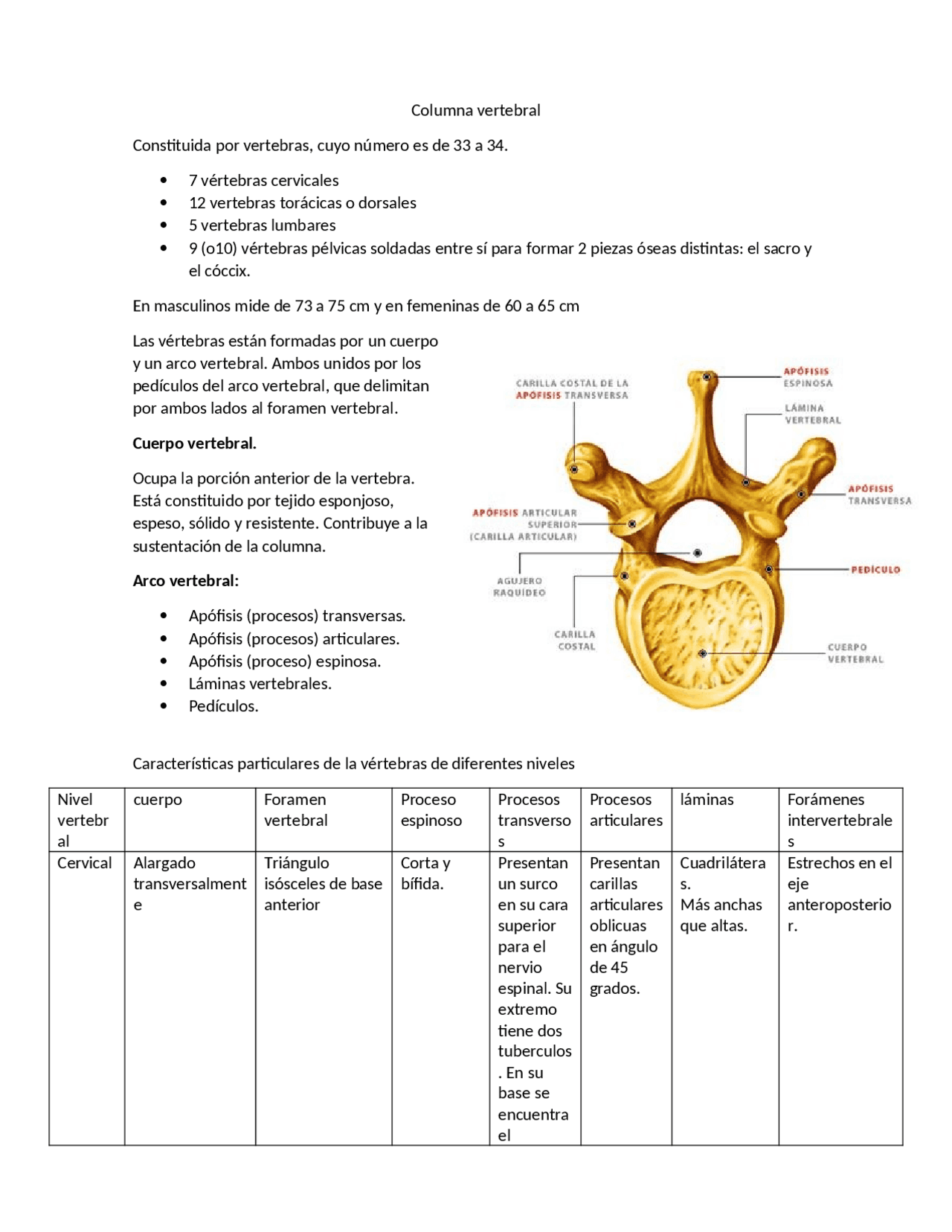 Columna Vertebral Anatomía Apuntes De Anatomía Docsity