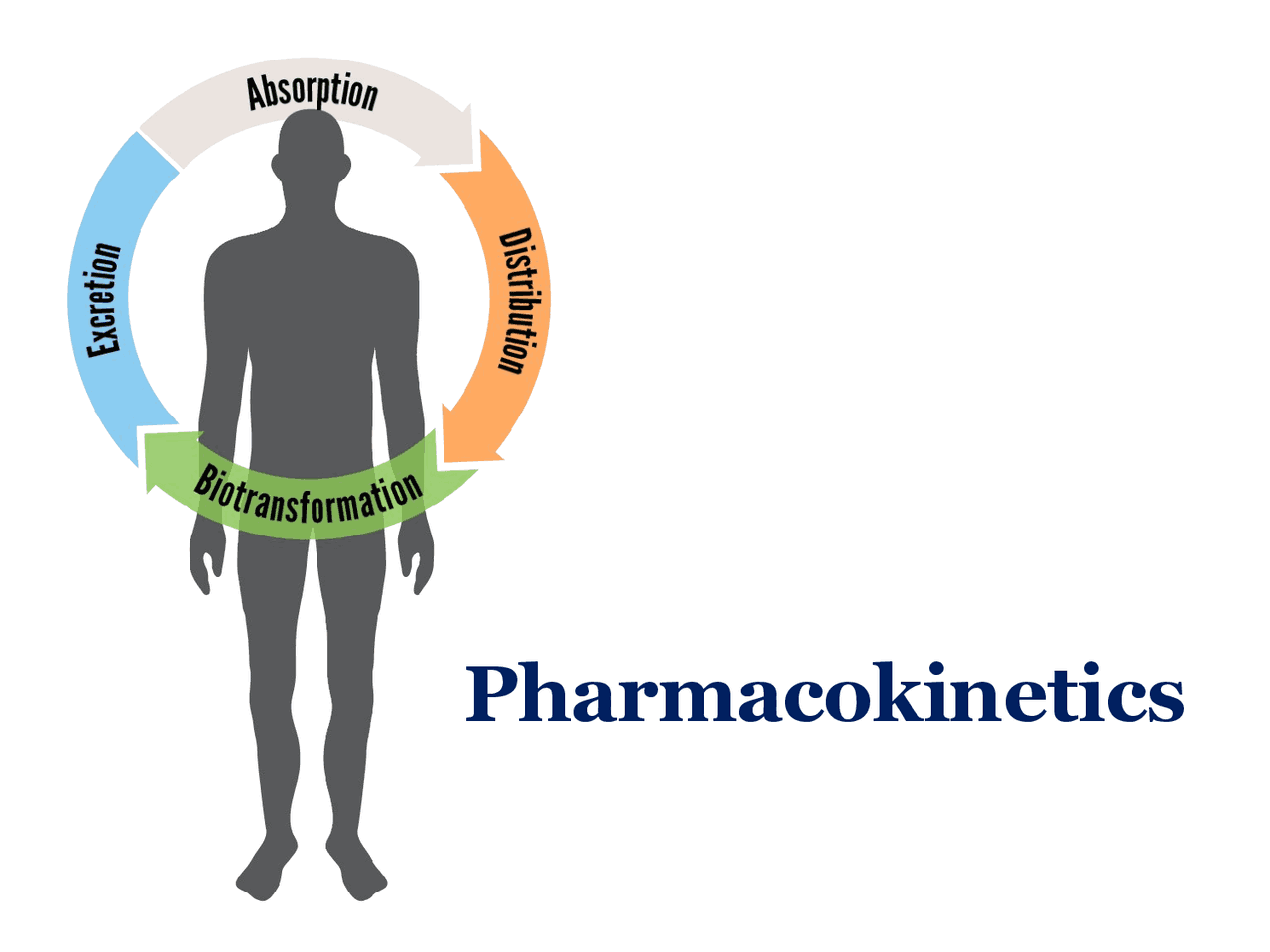 Pharmacokinetics (pharmacology) | Slides Pharmacology | Docsity