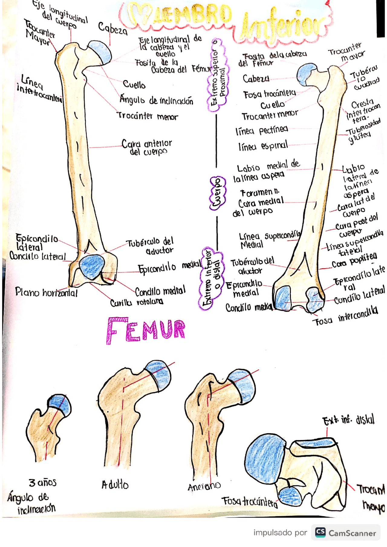 Anatomía de los miembros inferiores de el femur, tibia, peroné, los ...