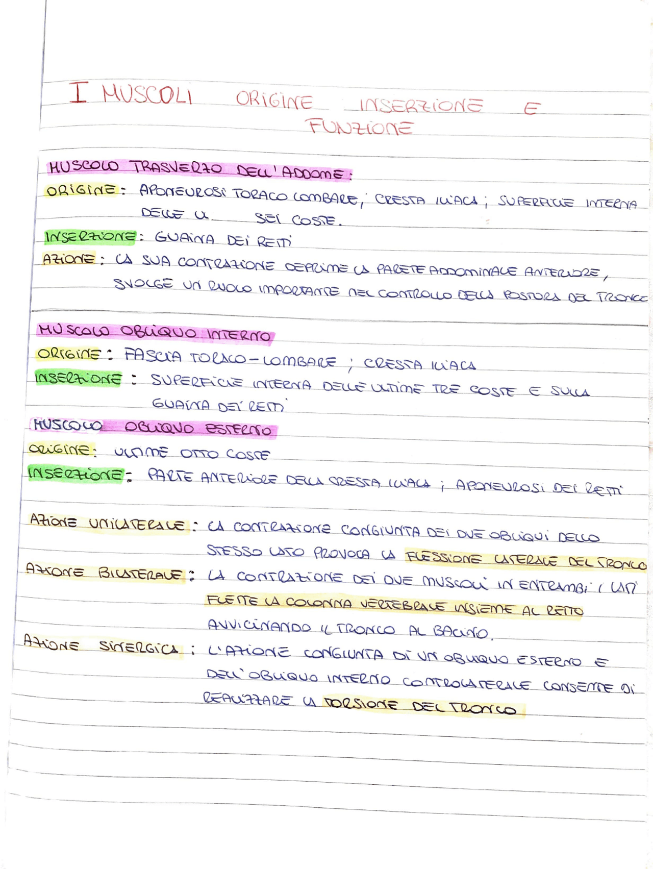 Muscoli origine-inserzione-funzione | Schemi e mappe concettuali di Educazione fisica | Docsity