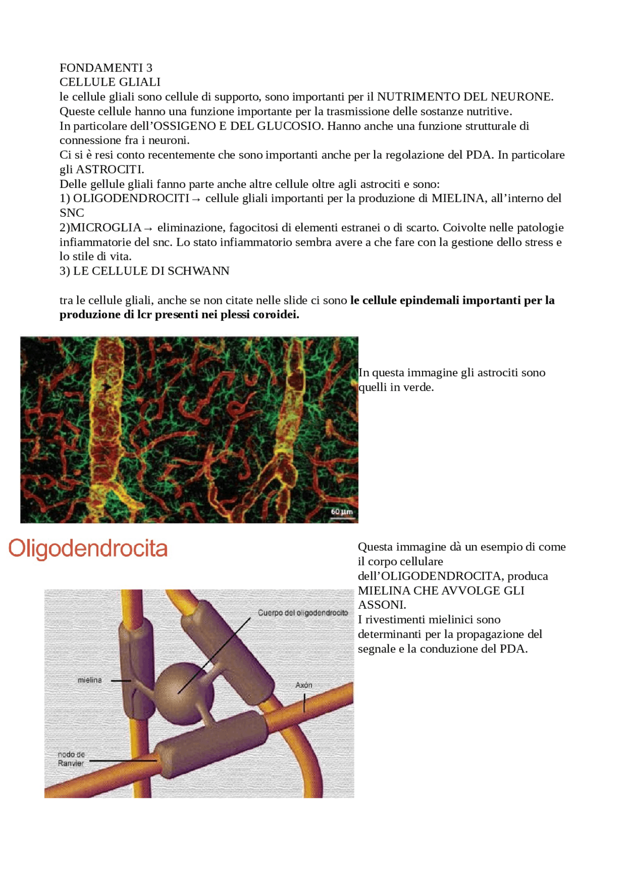 Neuroni, cellule gliali e prima parte neurotrasmettitori | Appunti di ...