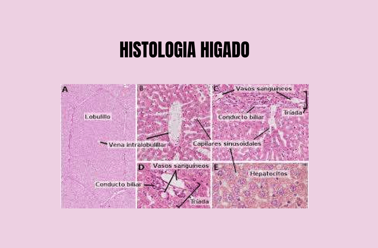 Histologia Hepatica Sinusoides Atlas Colorido De Histologia Sobotta