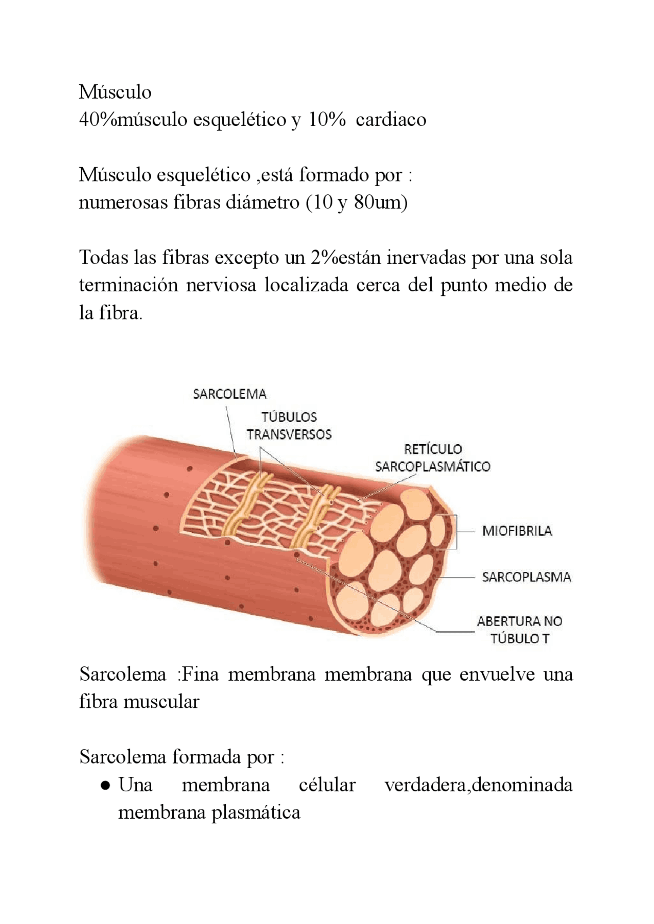 Anatomía del Músculo: Estructura y Funcionamiento | Resúmenes de ...
