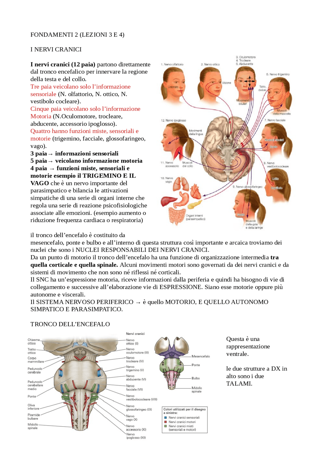 Fondamenti 3 e 4 lezione | Appunti di Fondamenti Anatomo-fisiologici ...