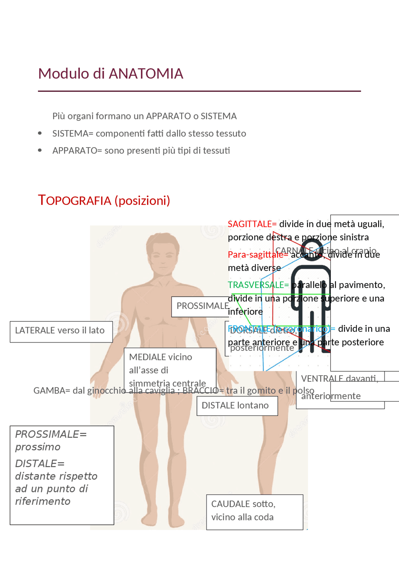 Anatomia Apparato Locomotore Sbobinature Di Anatomia Docsity