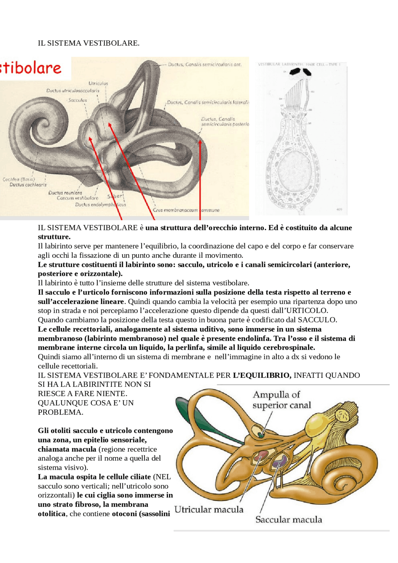 Sistema Vestibolare completo | Appunti di Fondamenti Anatomo ...