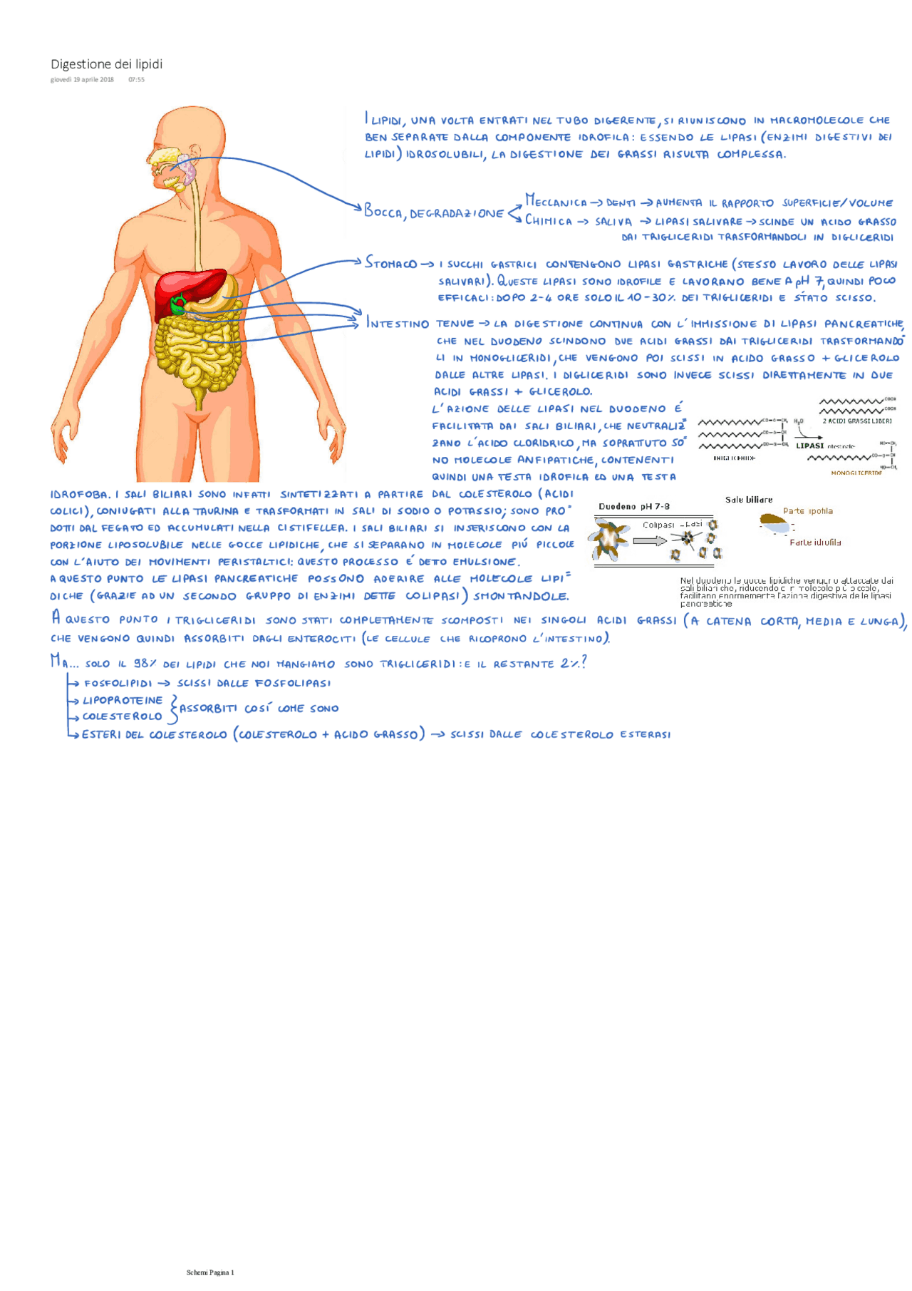 I Lipidi E La Loro Digestione Schemi E Mappe Concettuali Di Chimica