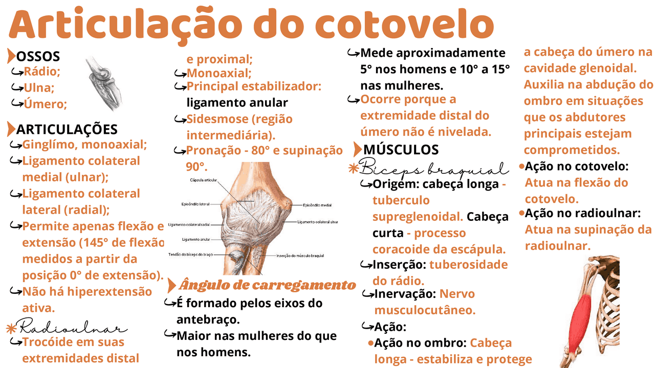 Articulação do cotovelo | Esquemas Fisioterapia | Docsity