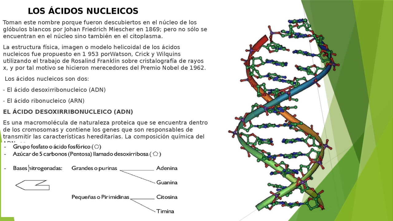 Los ácidos nucleicos | Diapositivas de Biología | Docsity