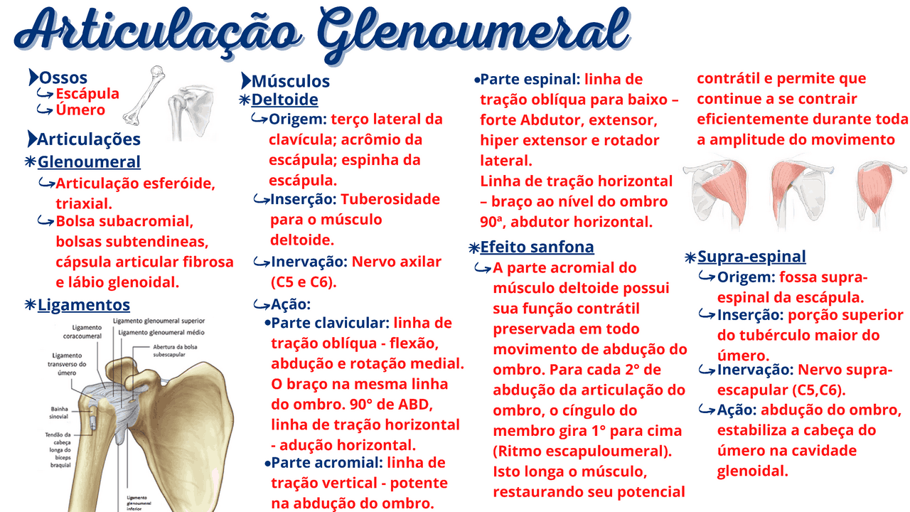 Articulação Glenoumeral | Esquemas Fisioterapia | Docsity