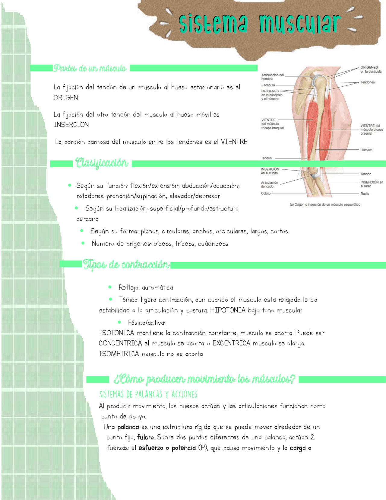 Resumen Sistema Muscular Resúmenes De Anatomía Docsity