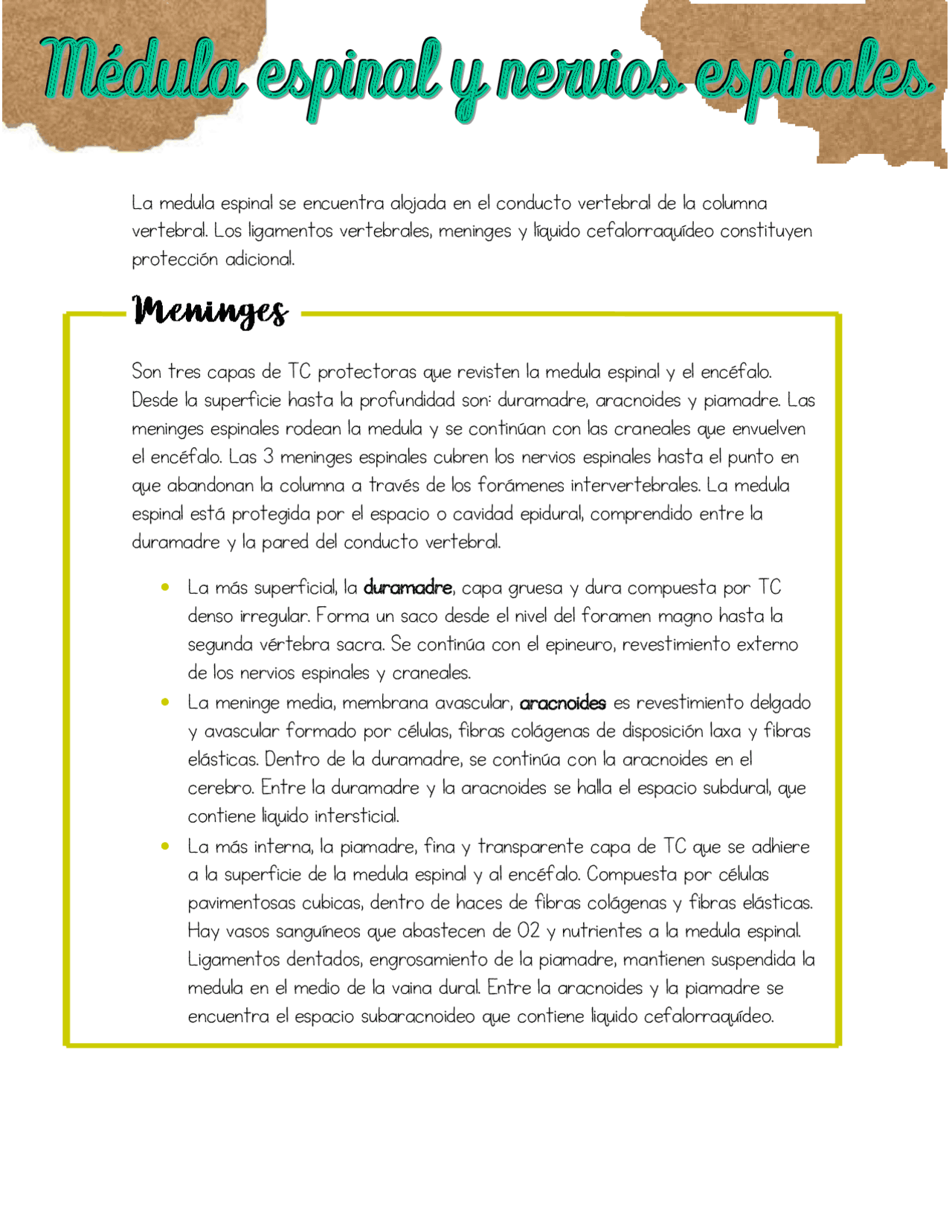 Resumen Sistema Nervioso Nervios Resúmenes De Anatomía Docsity