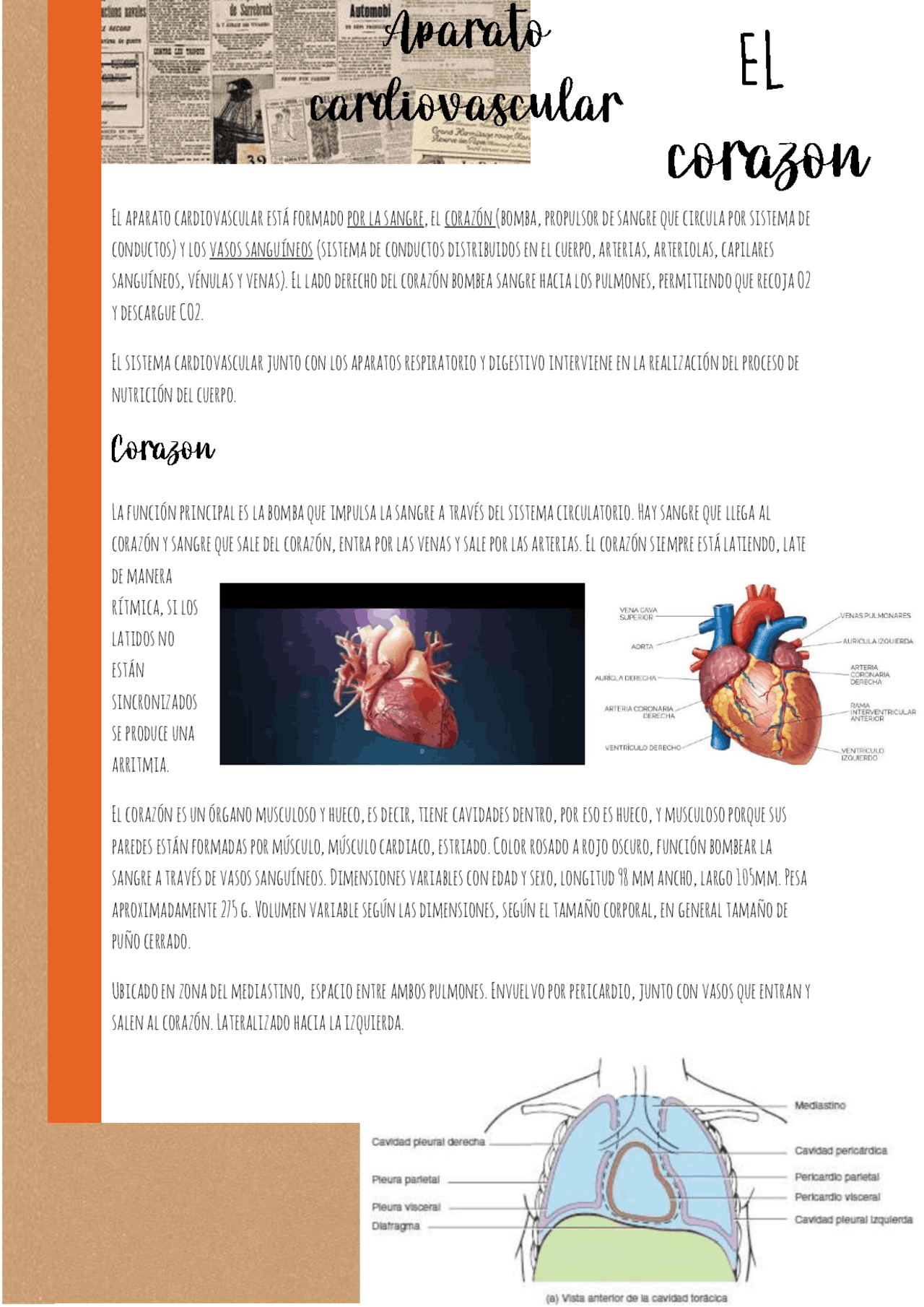 Resumen Aparato Cardiovascular Resúmenes De Anatomía Docsity