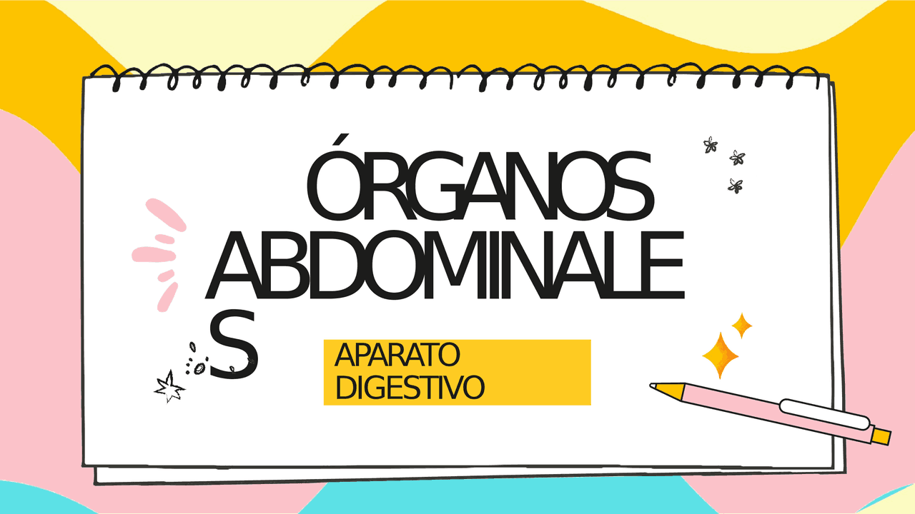 Peritoneo y órganos abdominales | Diapositivas de Anatomía | Docsity