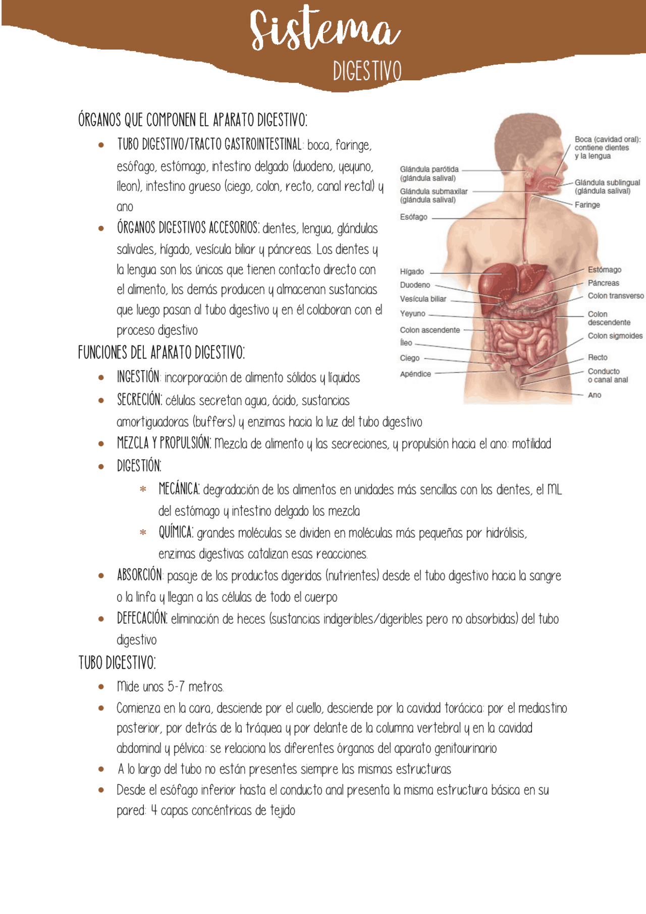 Resumen Sistema Digestivo Resúmenes De Anatomía Docsity