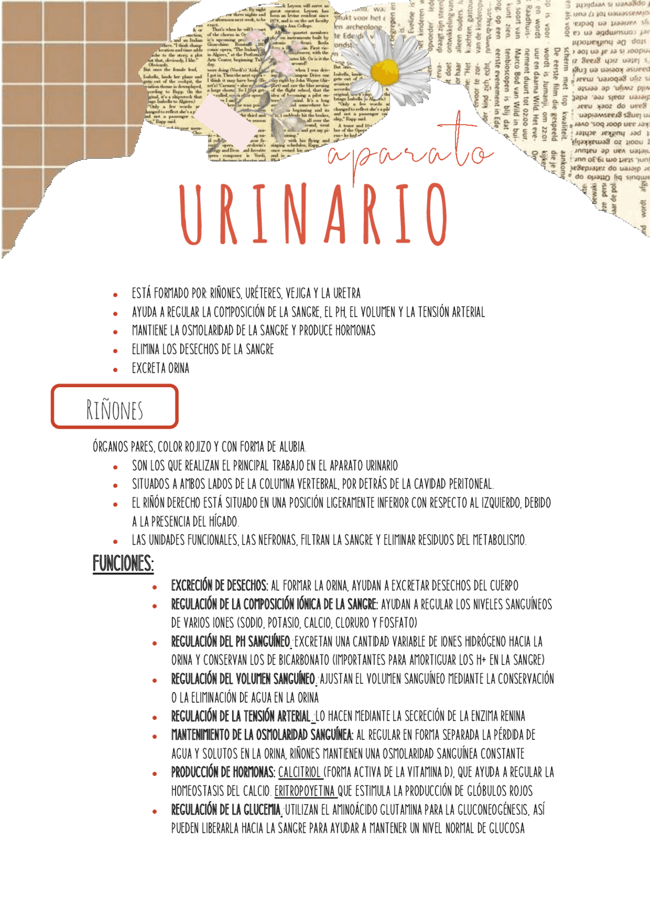 RESUMEN APARATO URINARIO Y ELIMINACIÓN URINARIA | Esquemas y mapas conceptuales de Enfermería ...