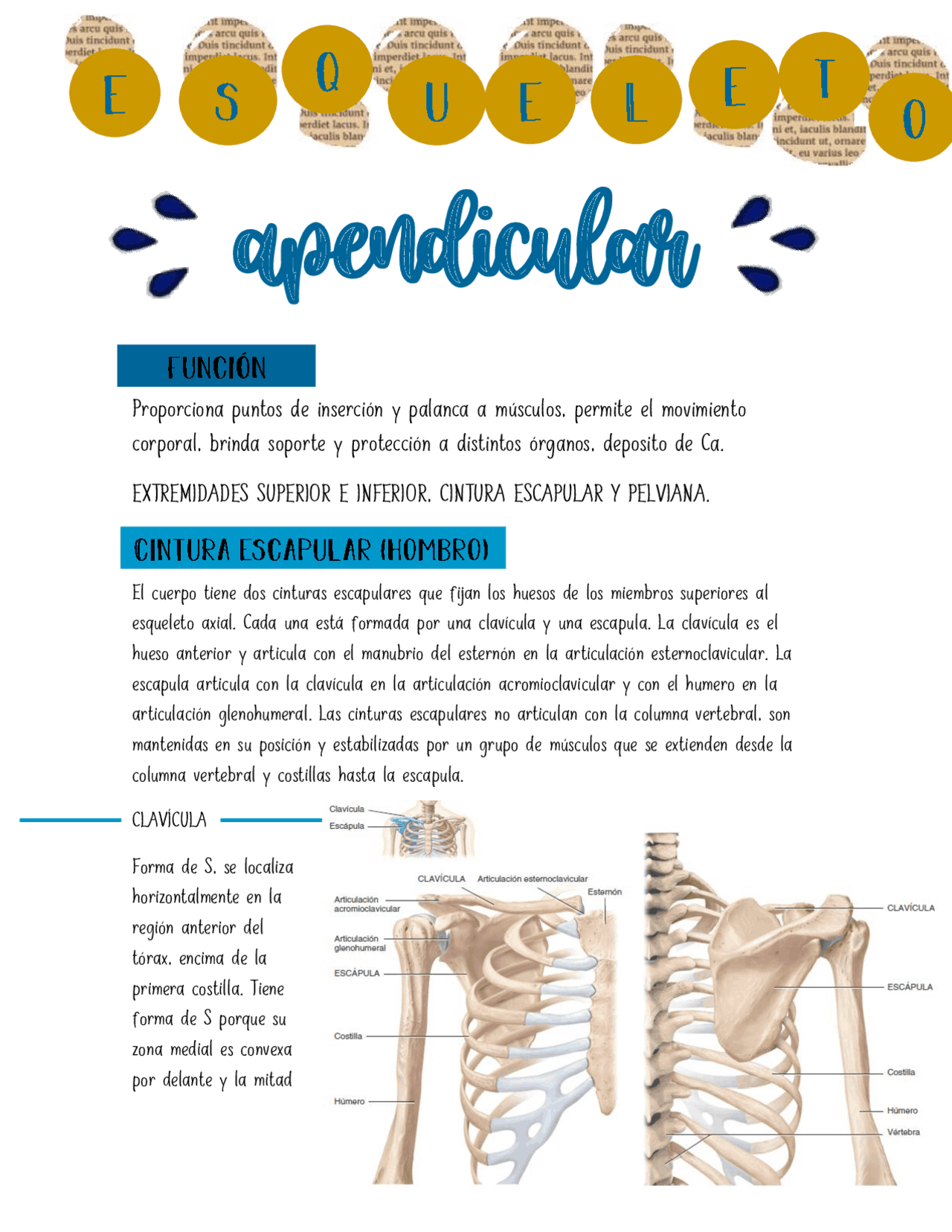 Resumen Esqueleto Apendicular Resúmenes De Anatomía Docsity