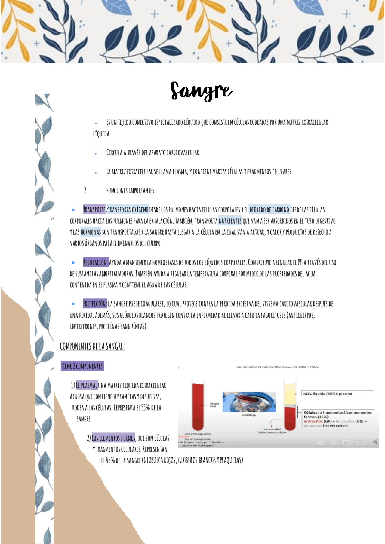 Resumen Sangre Hematopoyesis Resúmenes De Anatomía Docsity