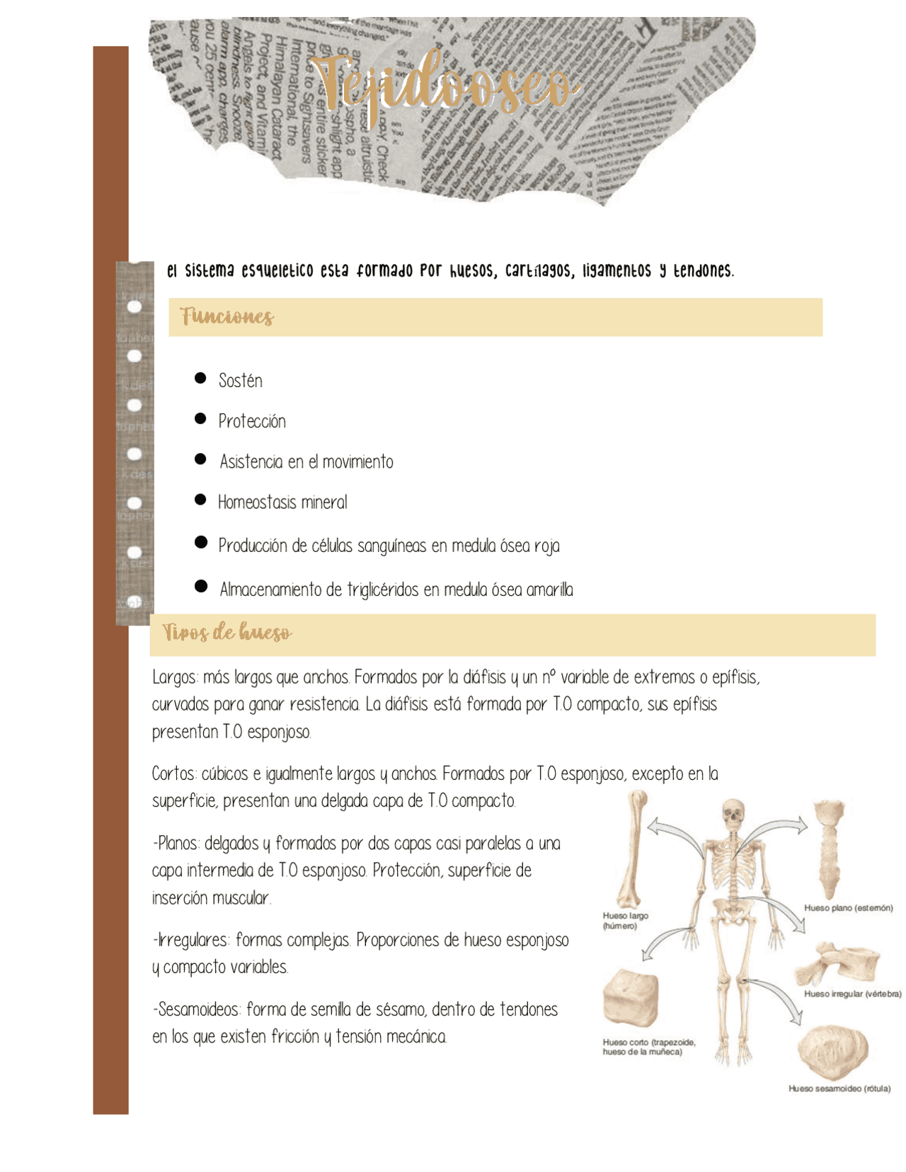 Resumen De Tejido Oseo Resúmenes De Anatomía Docsity