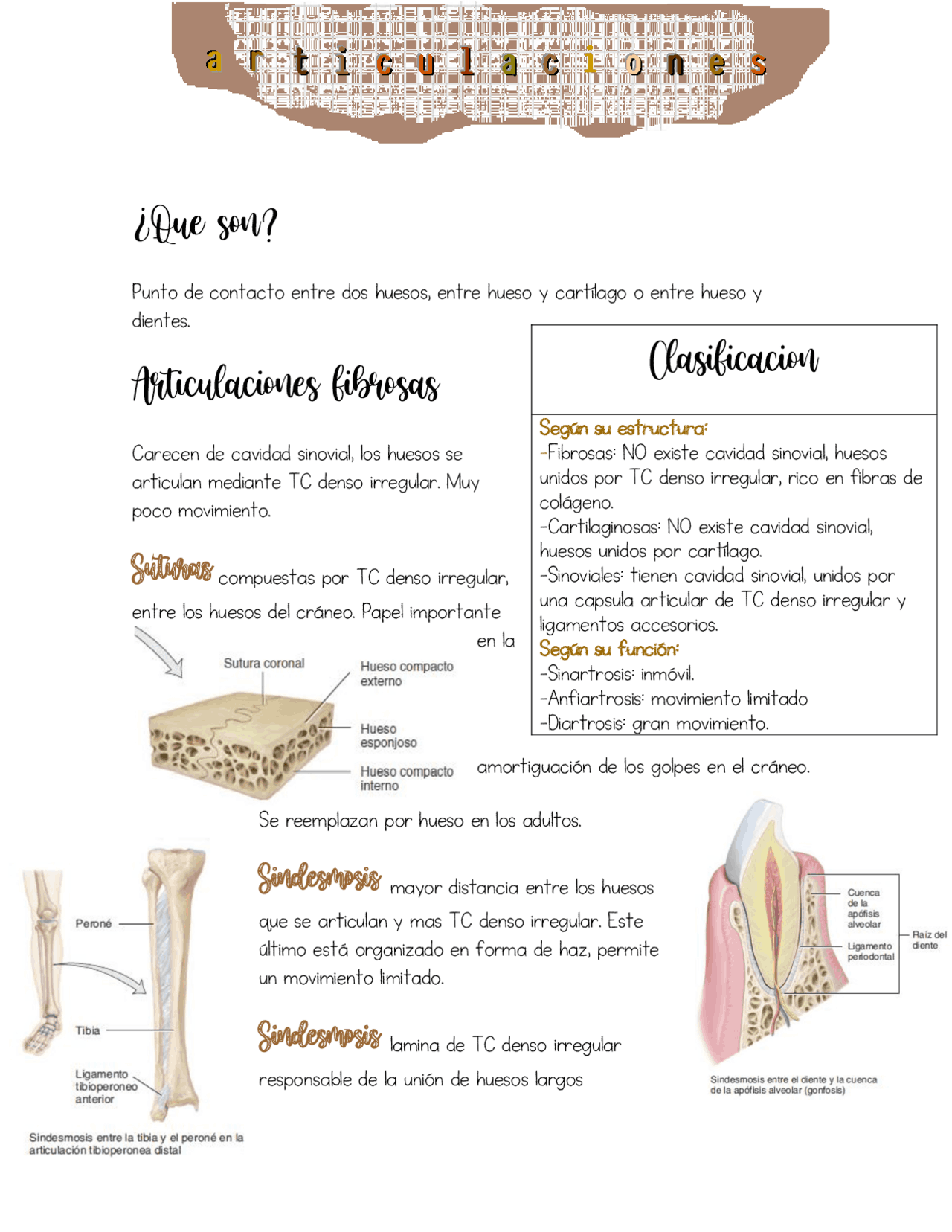 Resumen Articulaciones Resúmenes De Anatomía Docsity