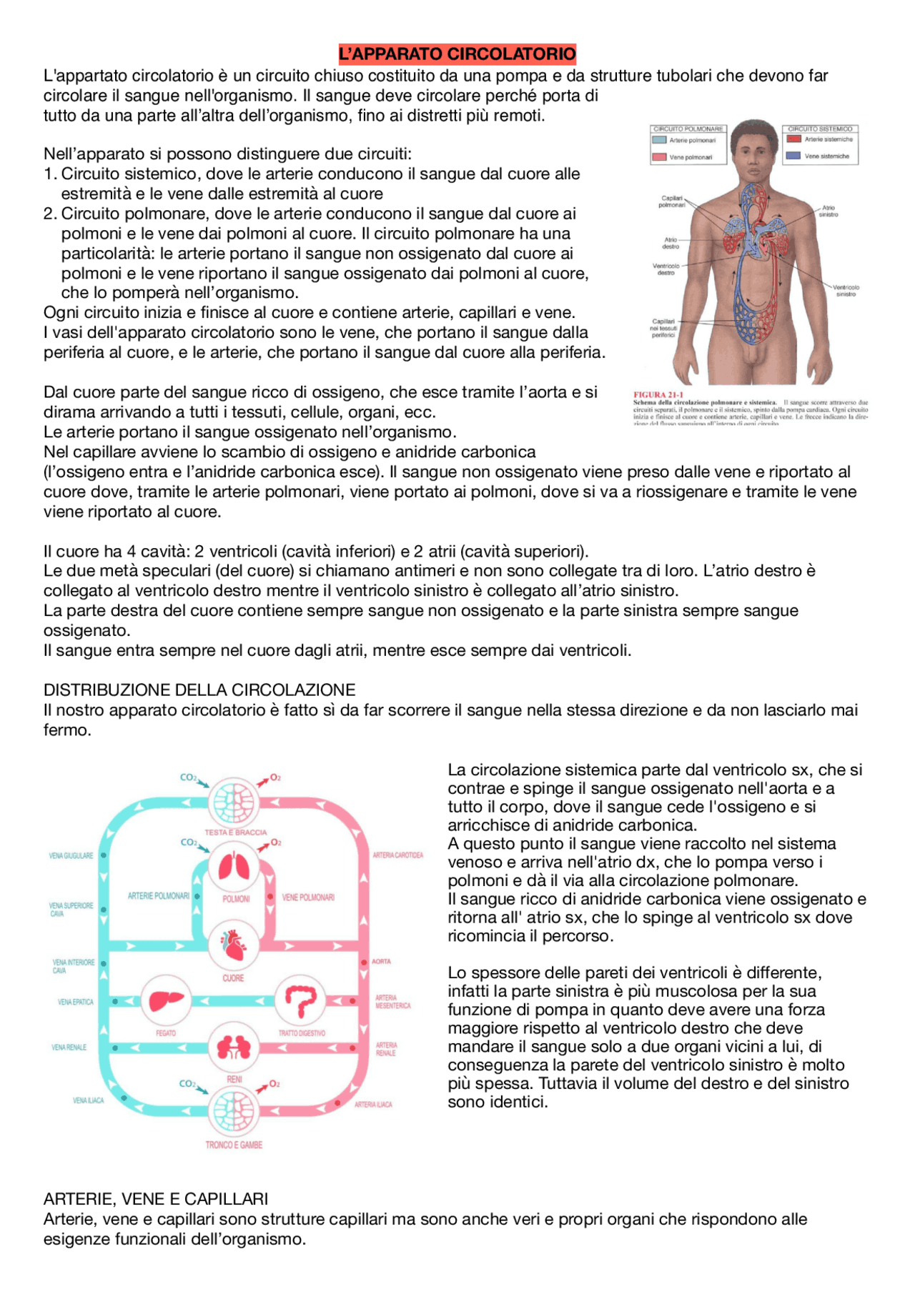 Apparato Circolatorio E Sistema Linfatico Dispense Di Anatomia Docsity