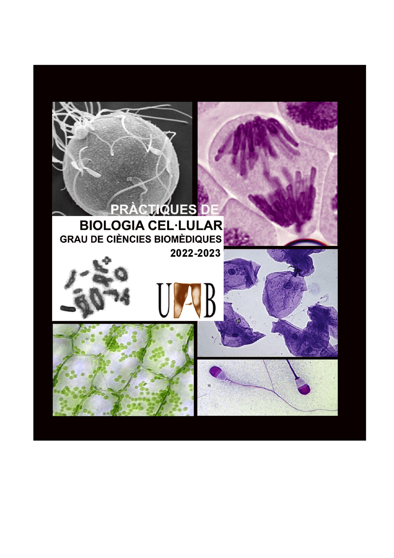 Prácticas Biología Celular Ejercicios De Bioquímica Docsity