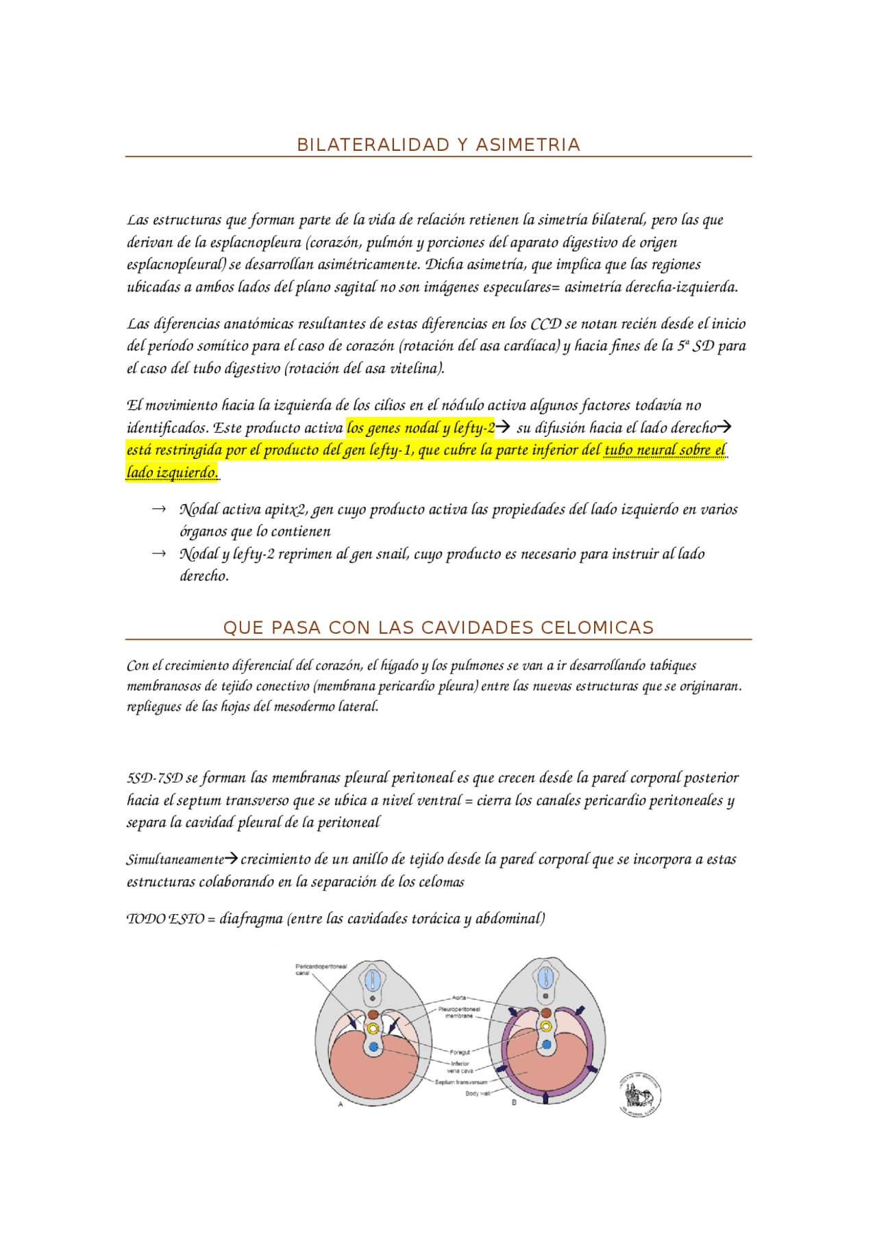 Apunte Digestivo Embrio Apuntes De Embriología Docsity