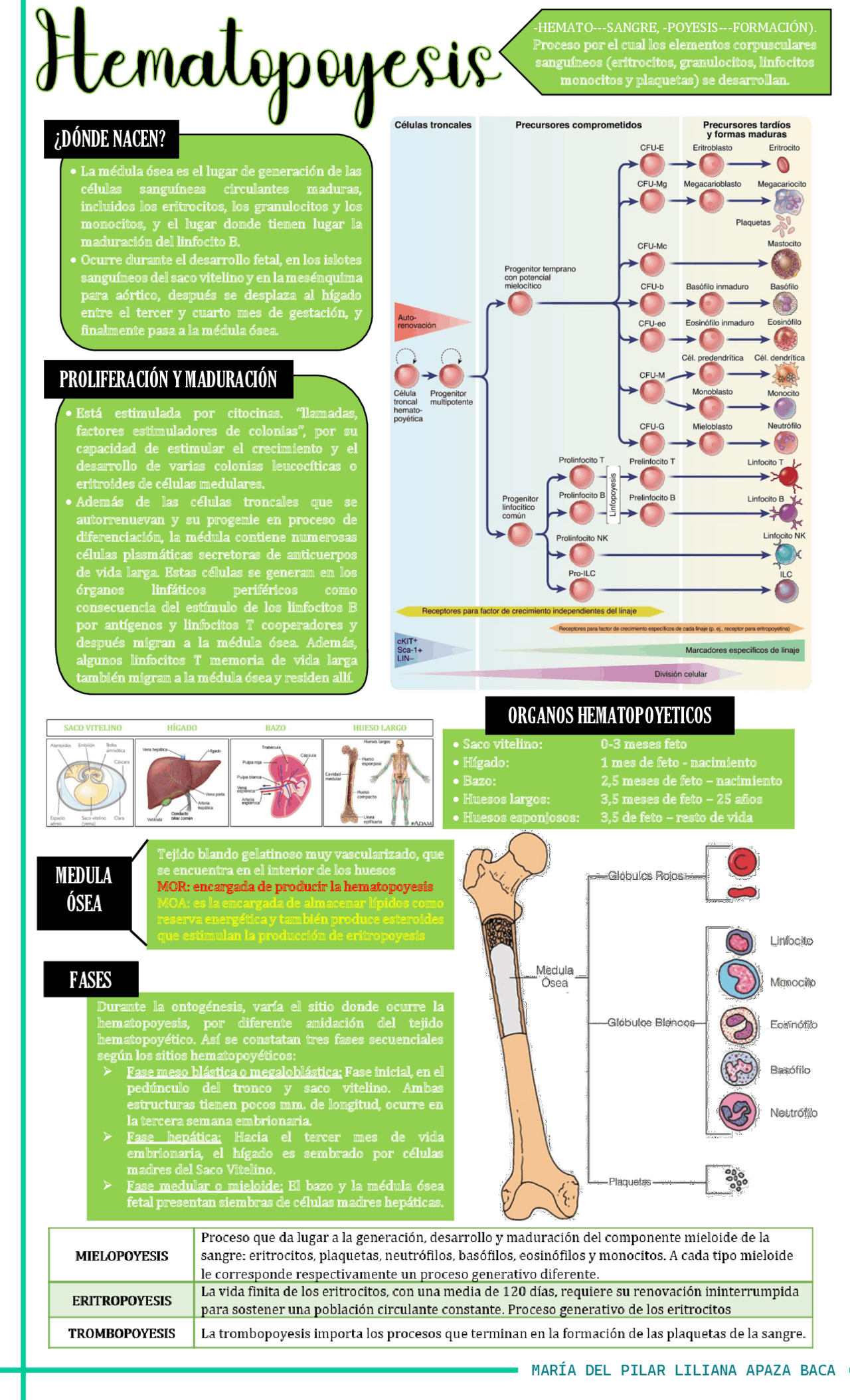 Hematopoyesis Origen Y Proliferaciónhematopoyesis Origen Y
