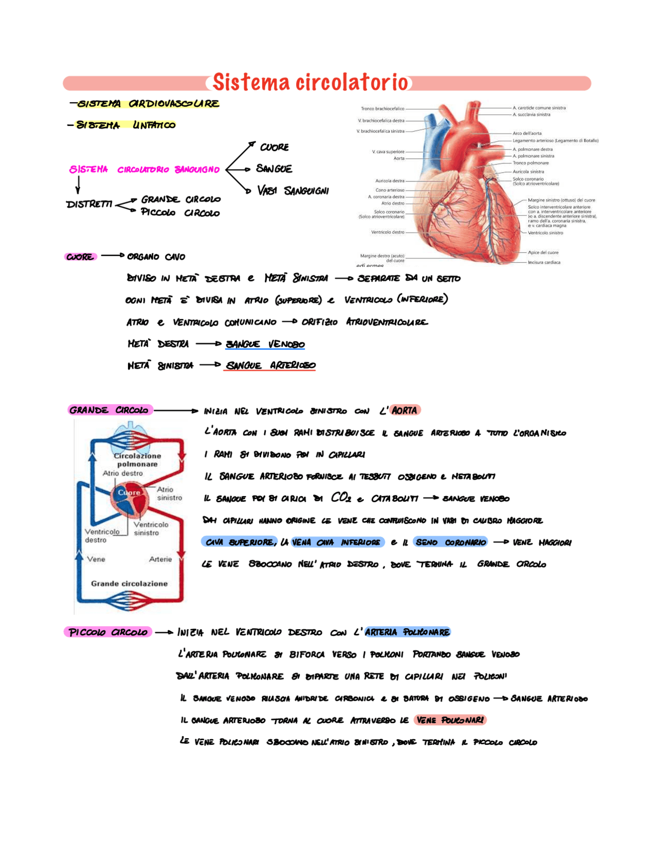 Sistema Circolatorio Riassunto Appunti Di Anatomia Docsity