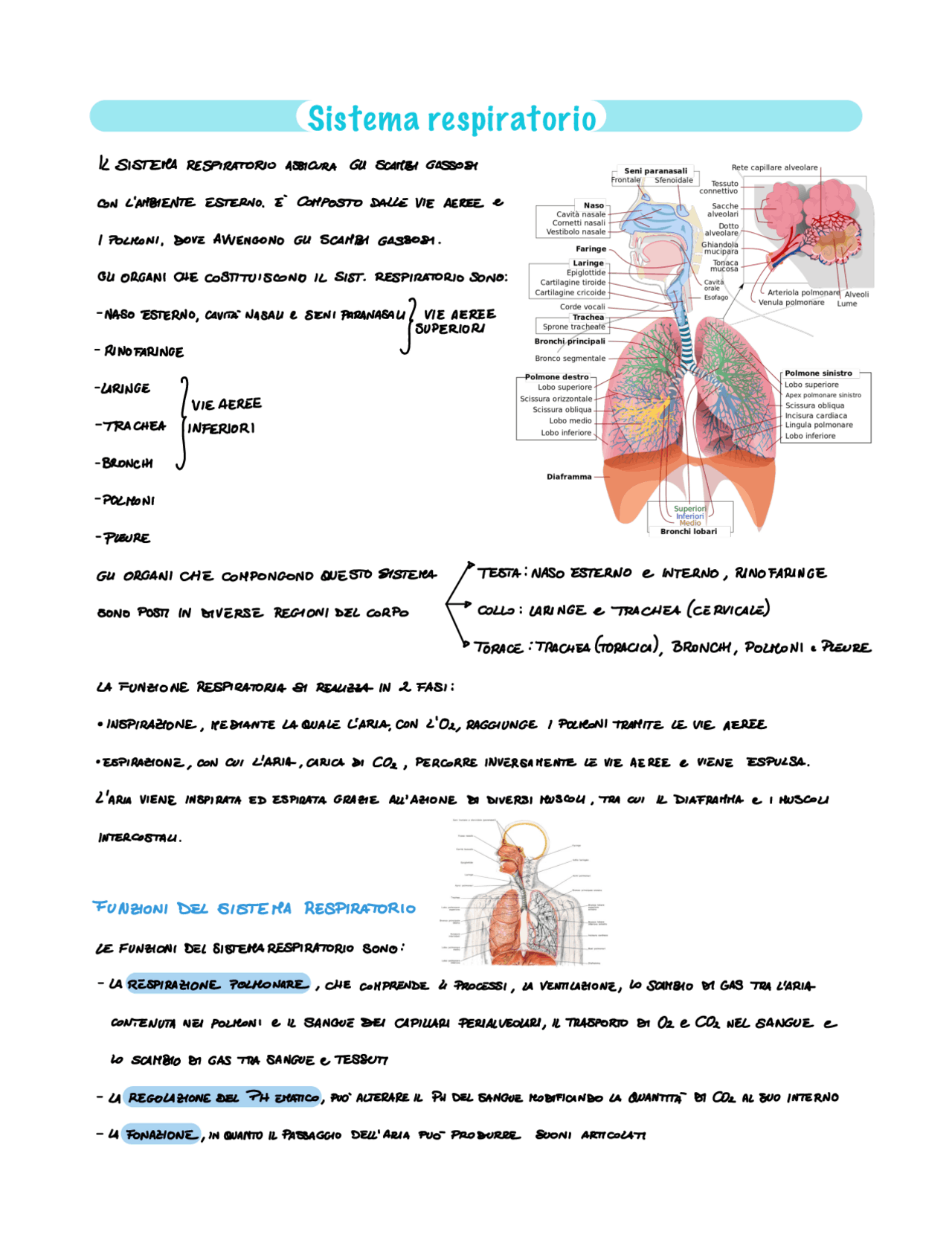 Riassunto Sistema Respiratorio Appunti Di Anatomia Docsity