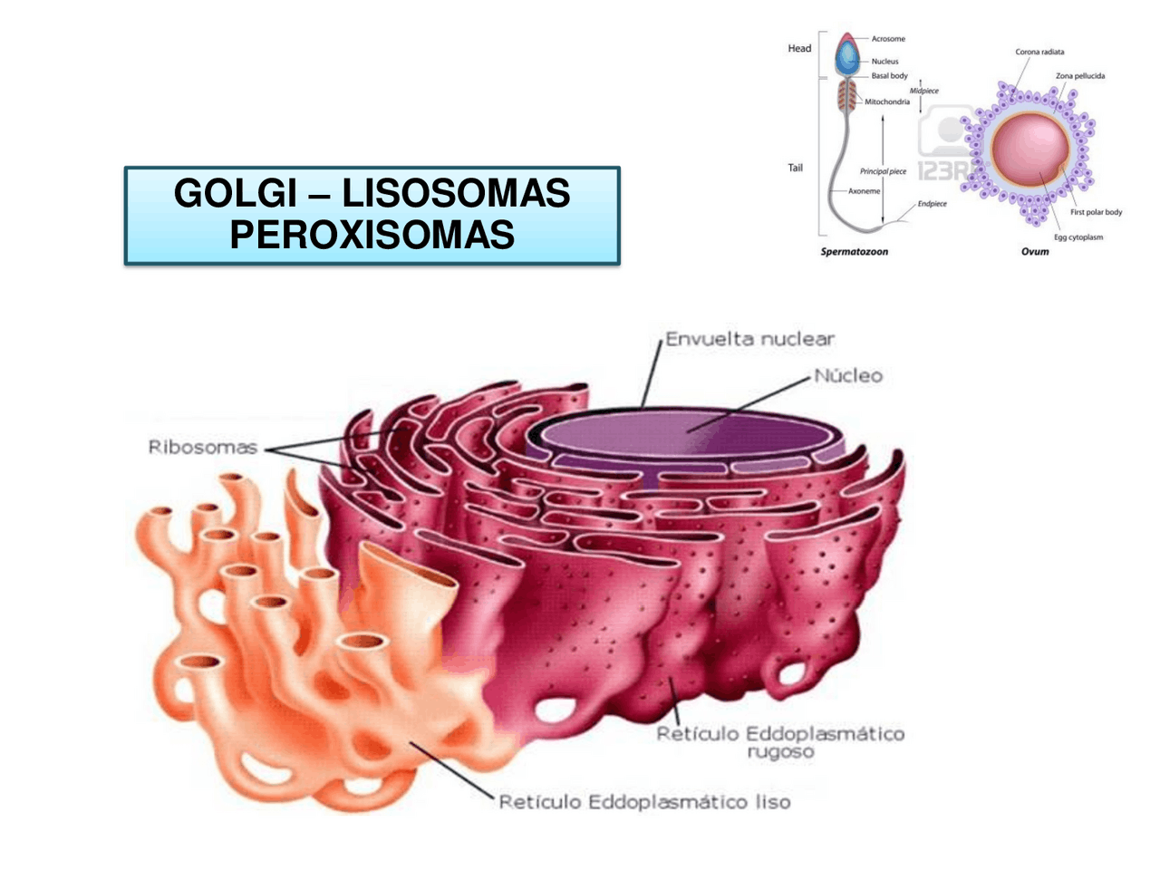 Aparato de Golgi - lisosomas - perixomas | Esquemas y mapas conceptuales de Biomateriales | Docsity