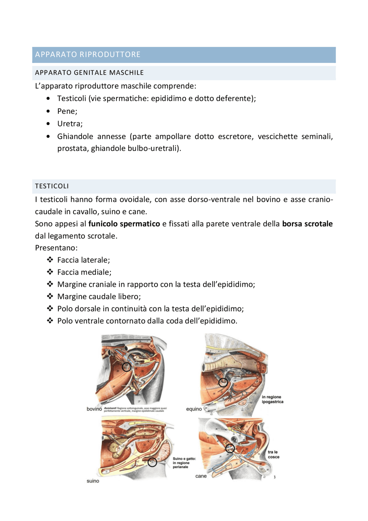 Apparato riproduttore maschile, anatomia generale | Sbobinature di ...